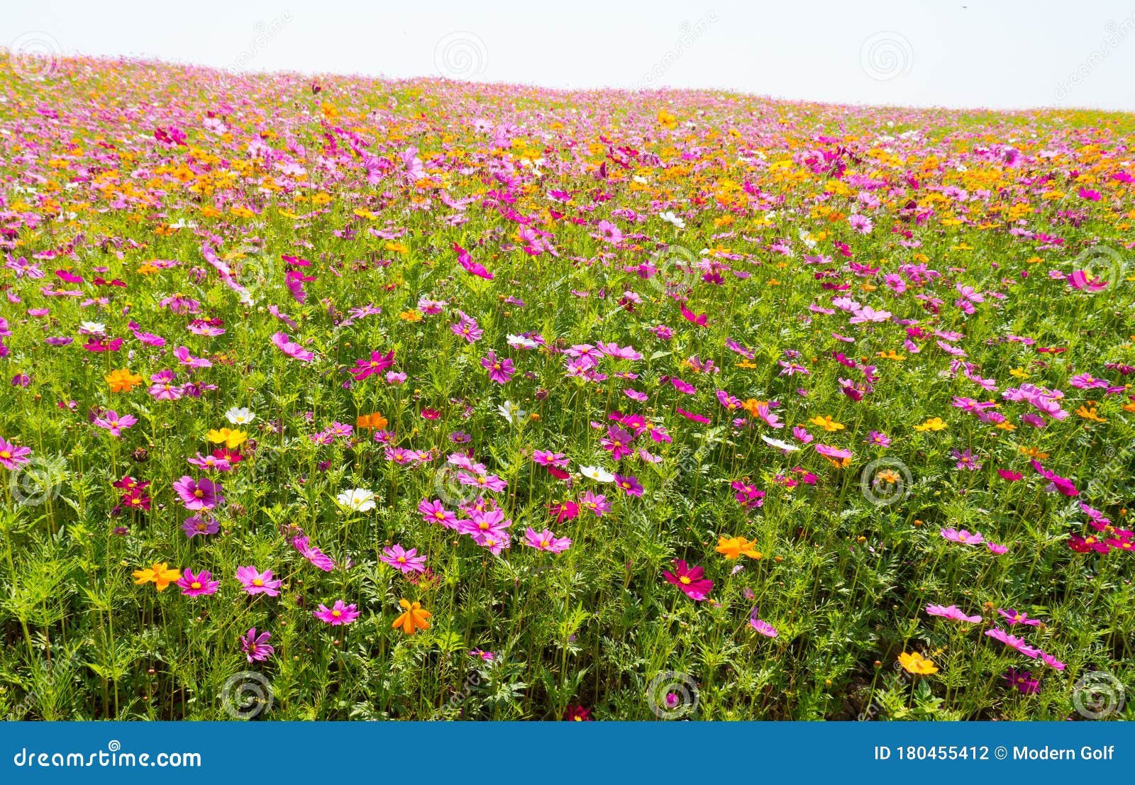 Cosmos Flower Field. Flower Field in Summer . Stock Photo - Image of ...