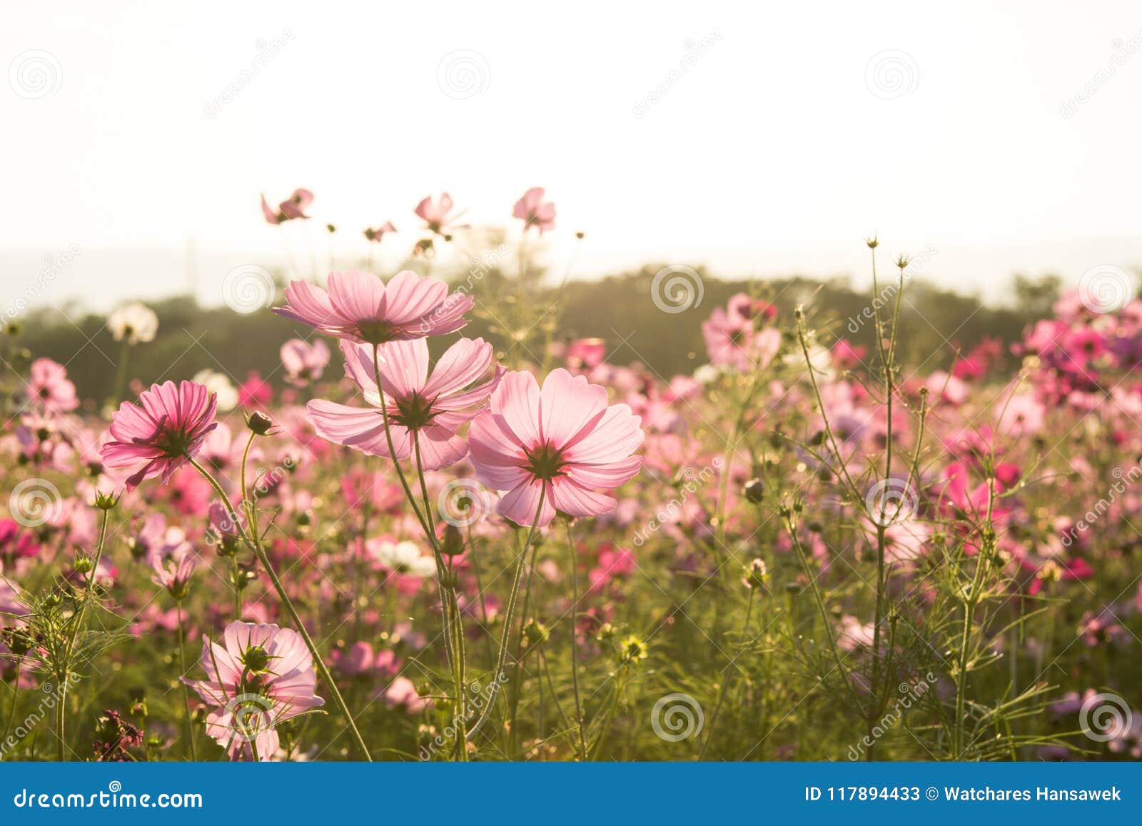 Cosmos Flower Fields in the Evening Stock Image - Image of colorful ...
