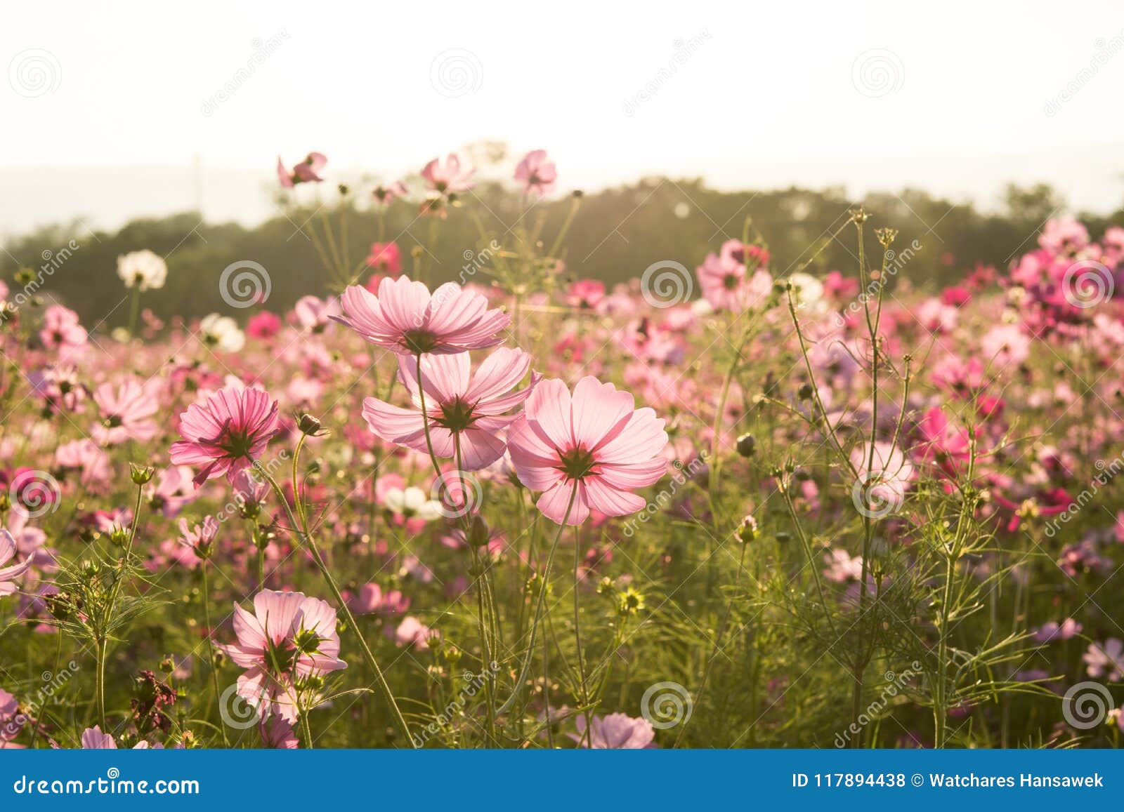 Cosmos Flower Fields in the Evening Stock Photo - Image of farmer ...