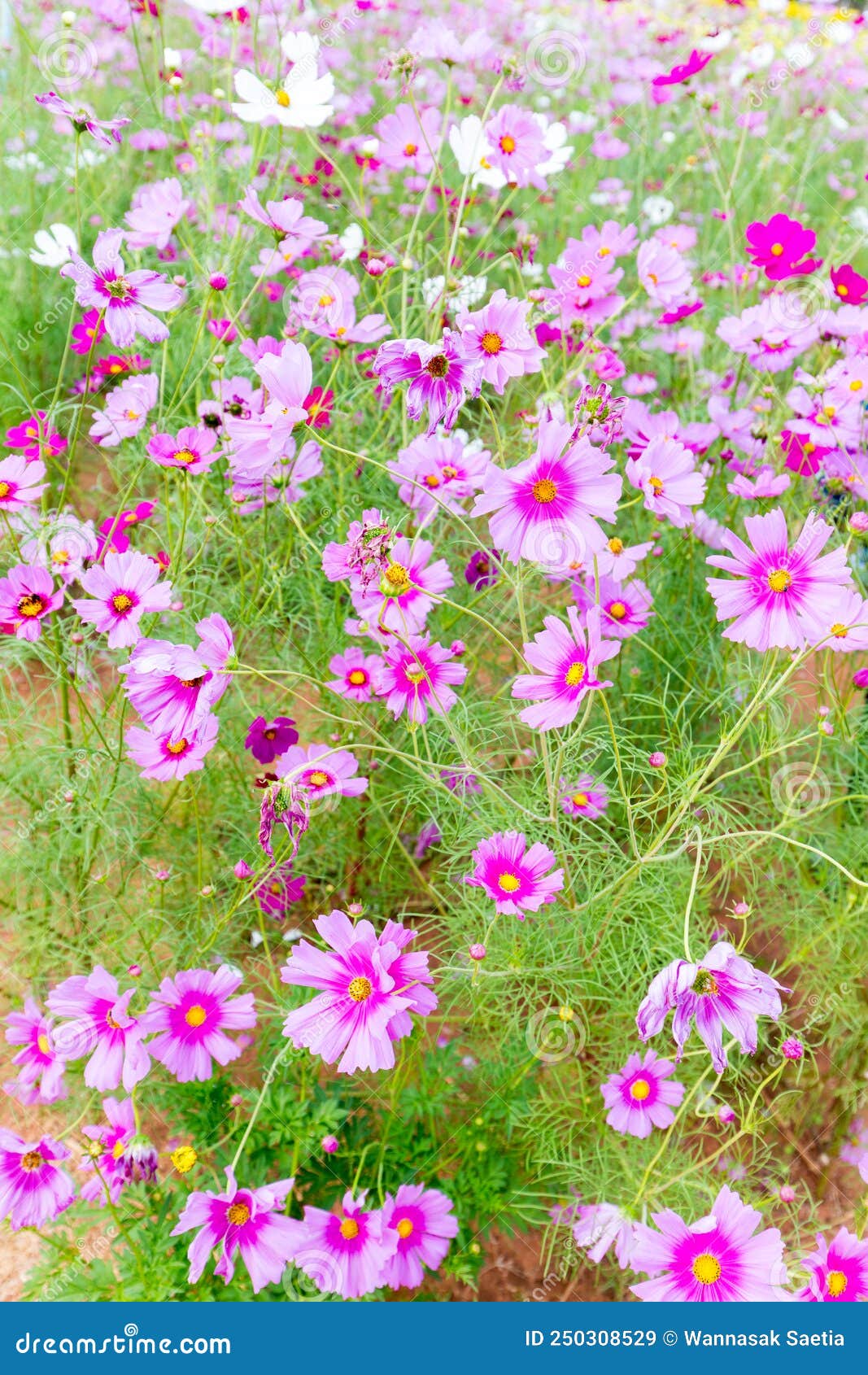 Cosmos flower garden stock image. Image of white, garden - 250308529