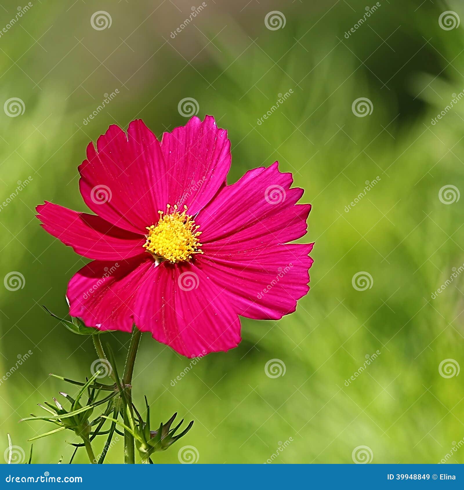 Cosmos Flower on a Green Background Stock Image - Image of background ...