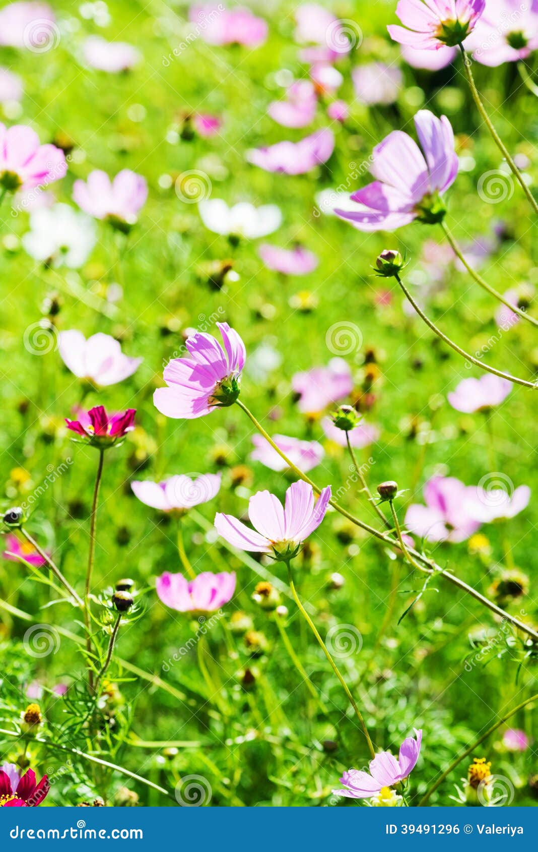 The Cosmos Flower stock photo. Image of golden, detail - 39491296