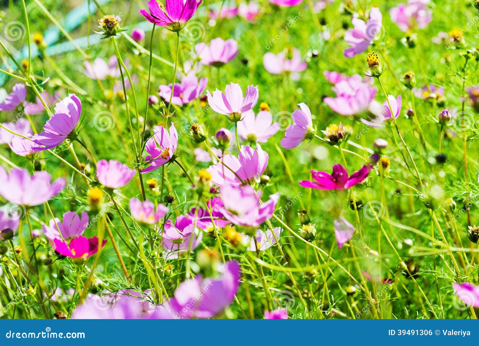 The Cosmos Flower stock photo. Image of landscape, flower - 39491306