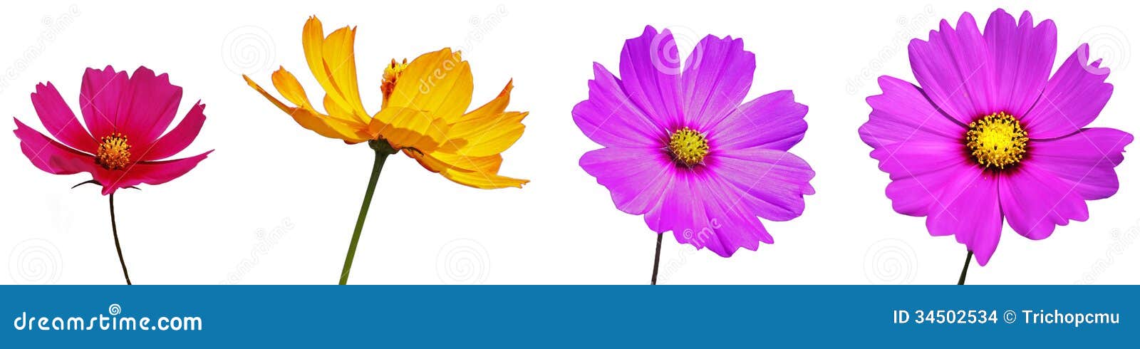 Cosmos flower isolation stock photo. Image of isolation - 34502534