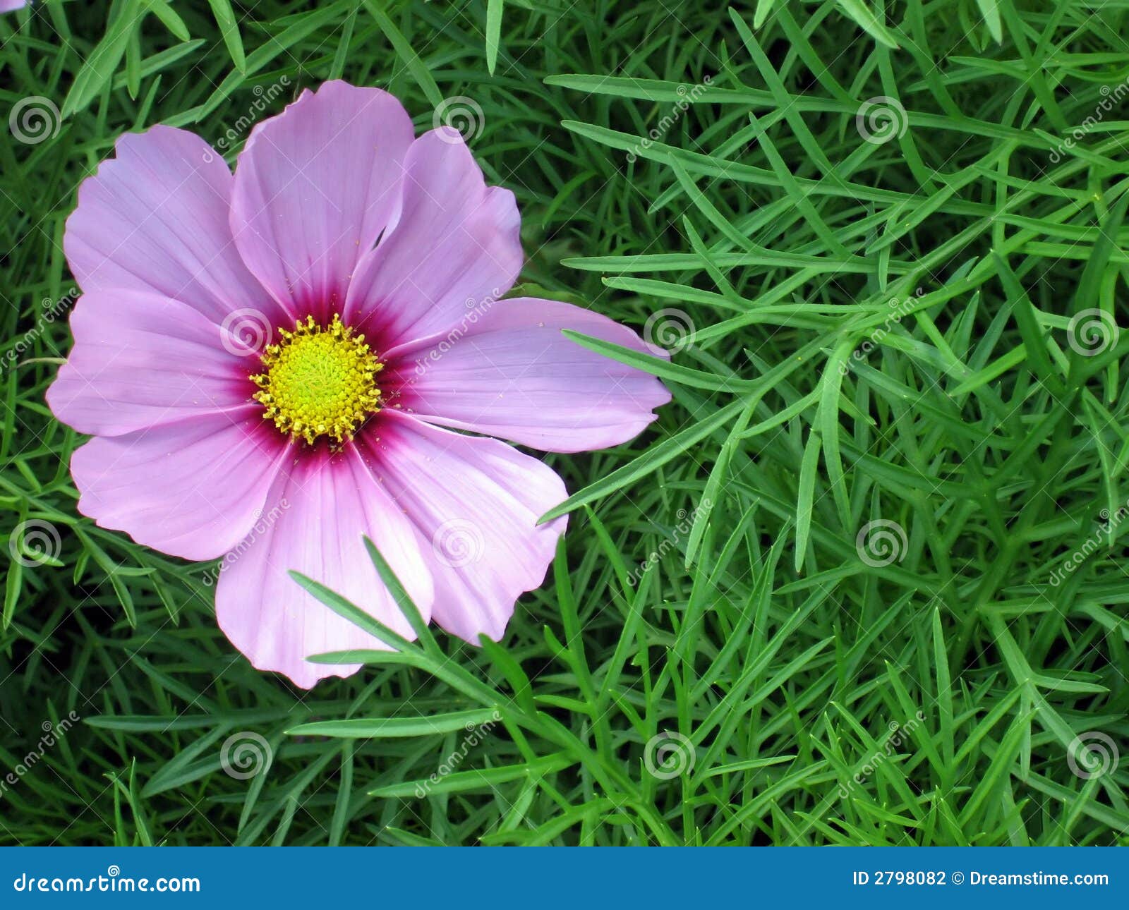 Cosmos Flower and Leaves stock photo. Image of text, purple - 2798082