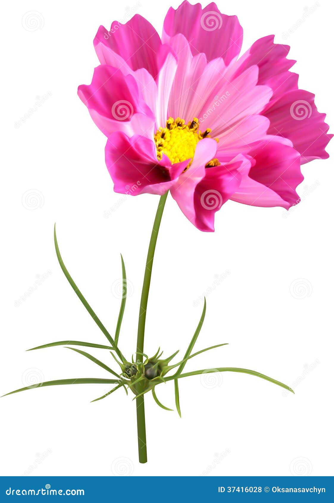 Cosmos flower mesh stock illustration. Illustration of postcard - 37416028