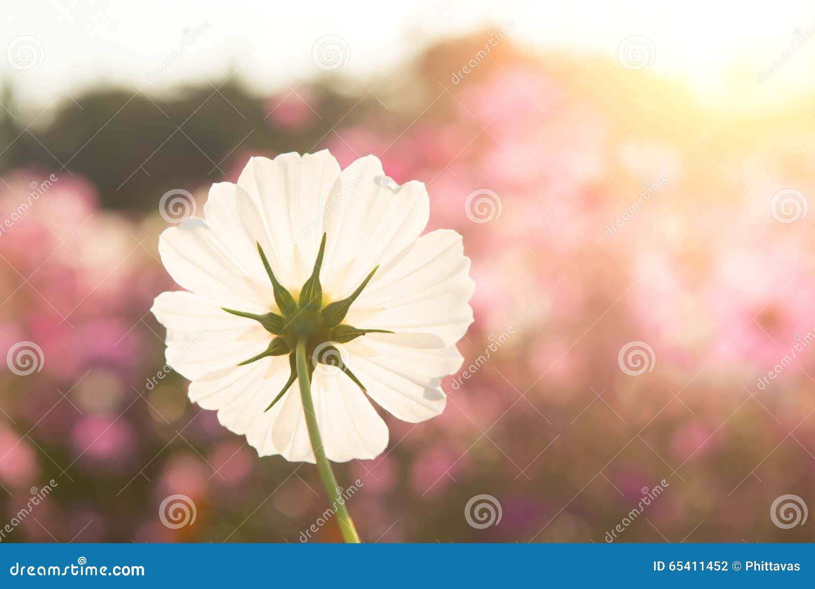 Cosmos Flower in Morning Time (Sunrise) Stock Photo - Image of spring ...