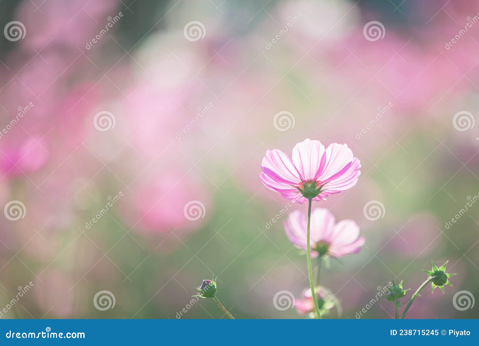Cosmos Flower in Nature Background Stock Image - Image of cosmos, green ...