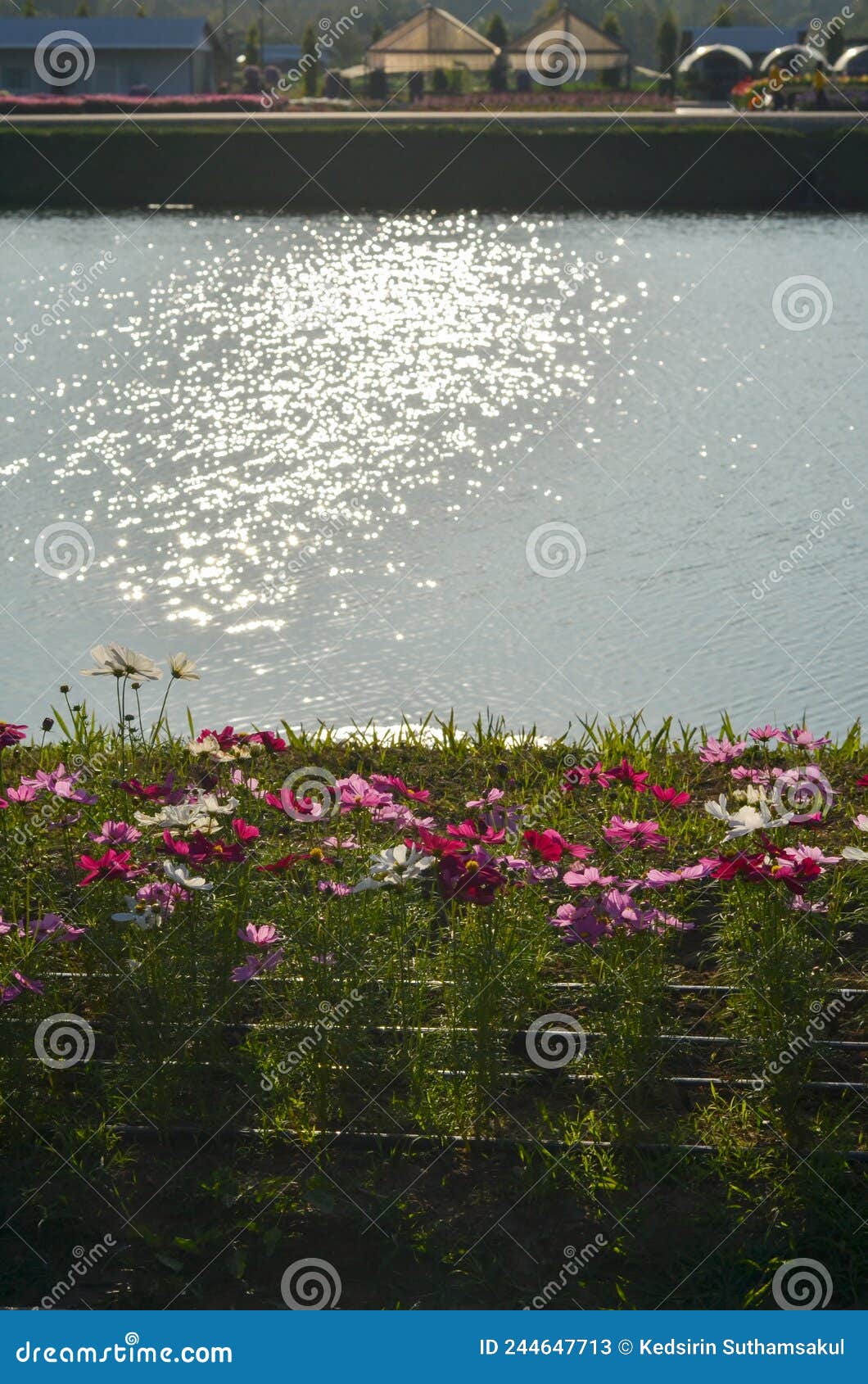 Cosmos Flower Plot with the River in the Evening Stock Image - Image of ...