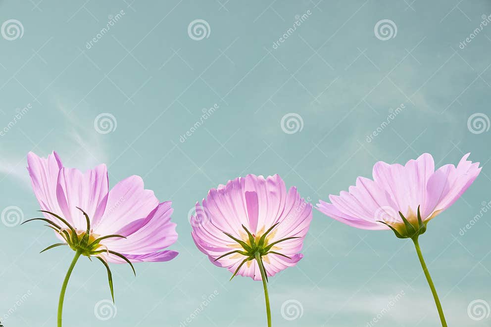Cosmos Flower with Sky Background Stock Photo - Image of flora, outdoor ...