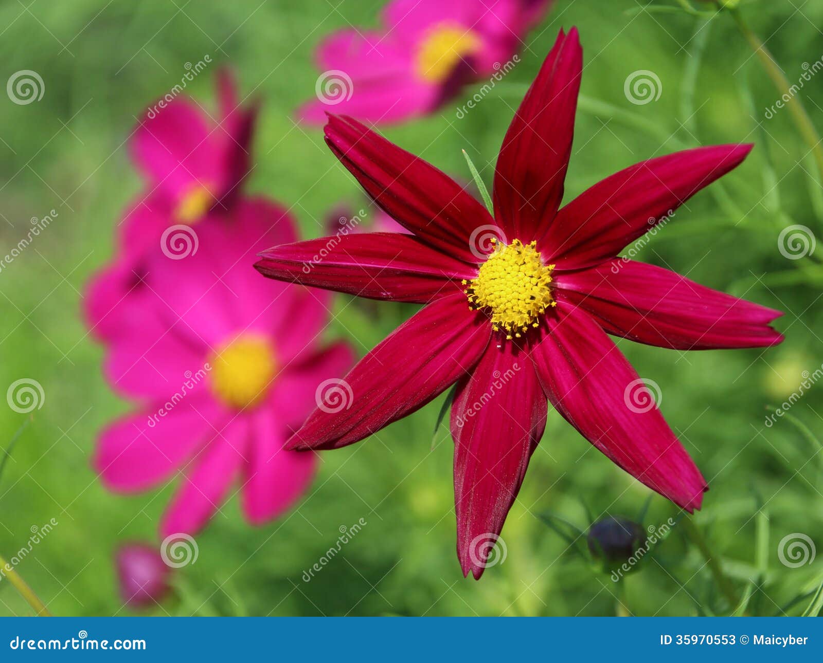 Cosmos Flower stock image. Image of shape, pink, beautiful - 35970553