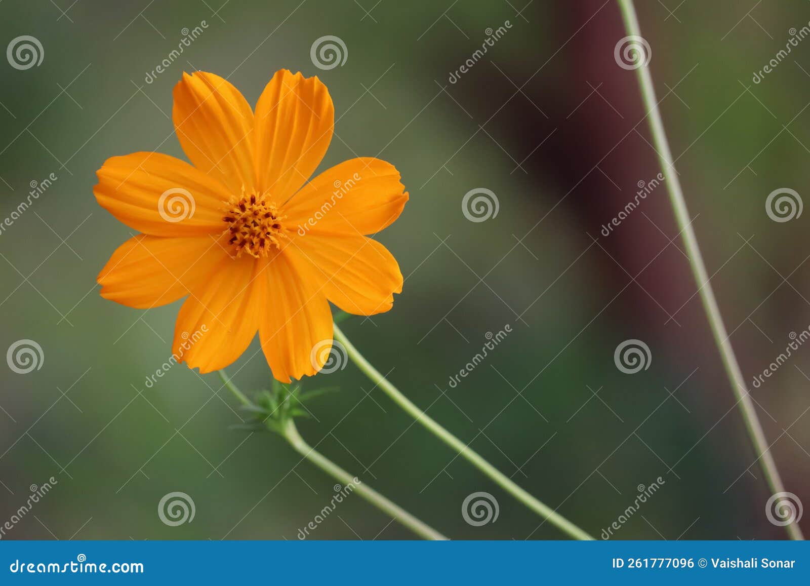 Cosmos Flower with Tilt Shift Green Background Stock Photo - Image of ...