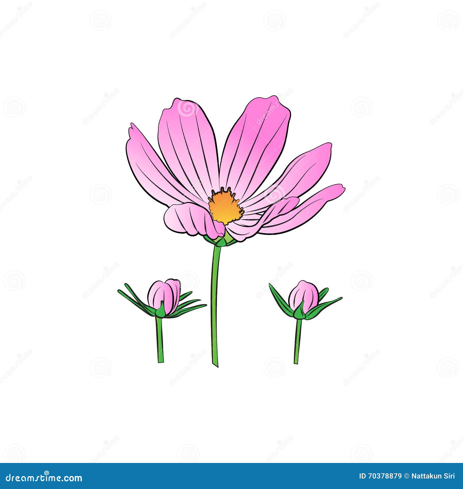 Cosmos flower stock illustration. Illustration of color - 70378879