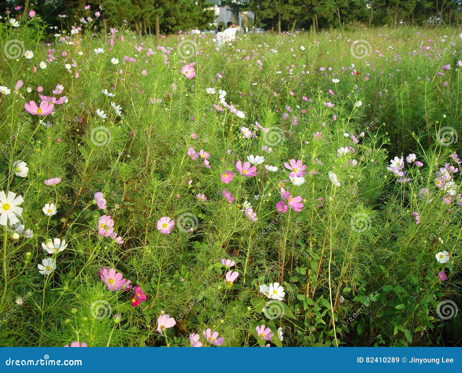 Cosmos Flower stock image. Image of tree, wildflower - 82410289