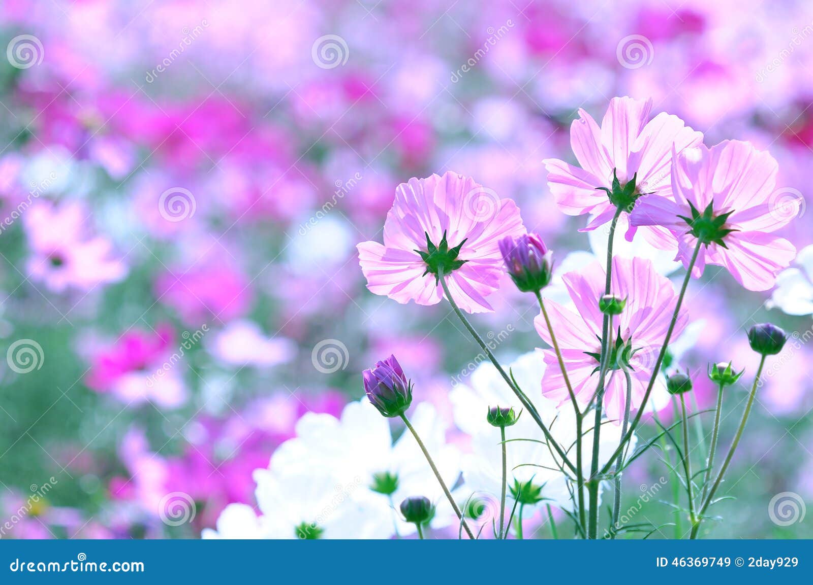Cosmos Flowers, Garden, Season, Beauty in Nature Stock Image - Image of ...