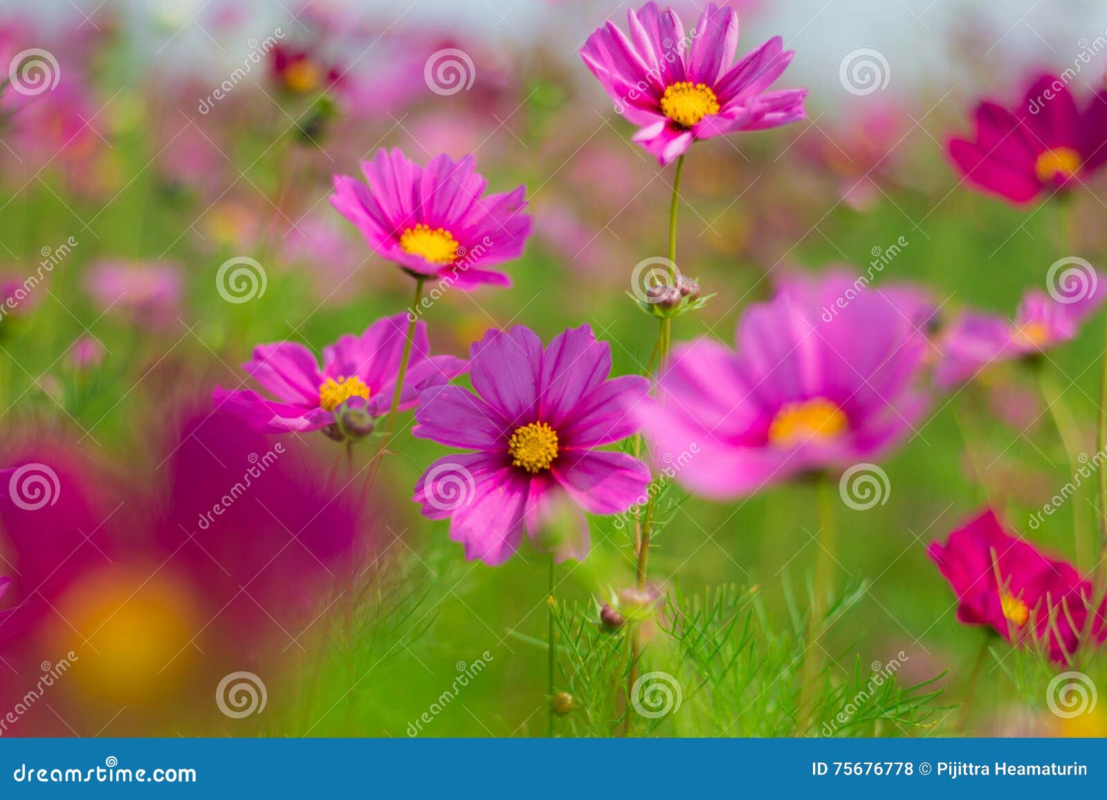 1,875 Rai Flowers Stock Photos - Free & Royalty-Free Stock Photos from ...