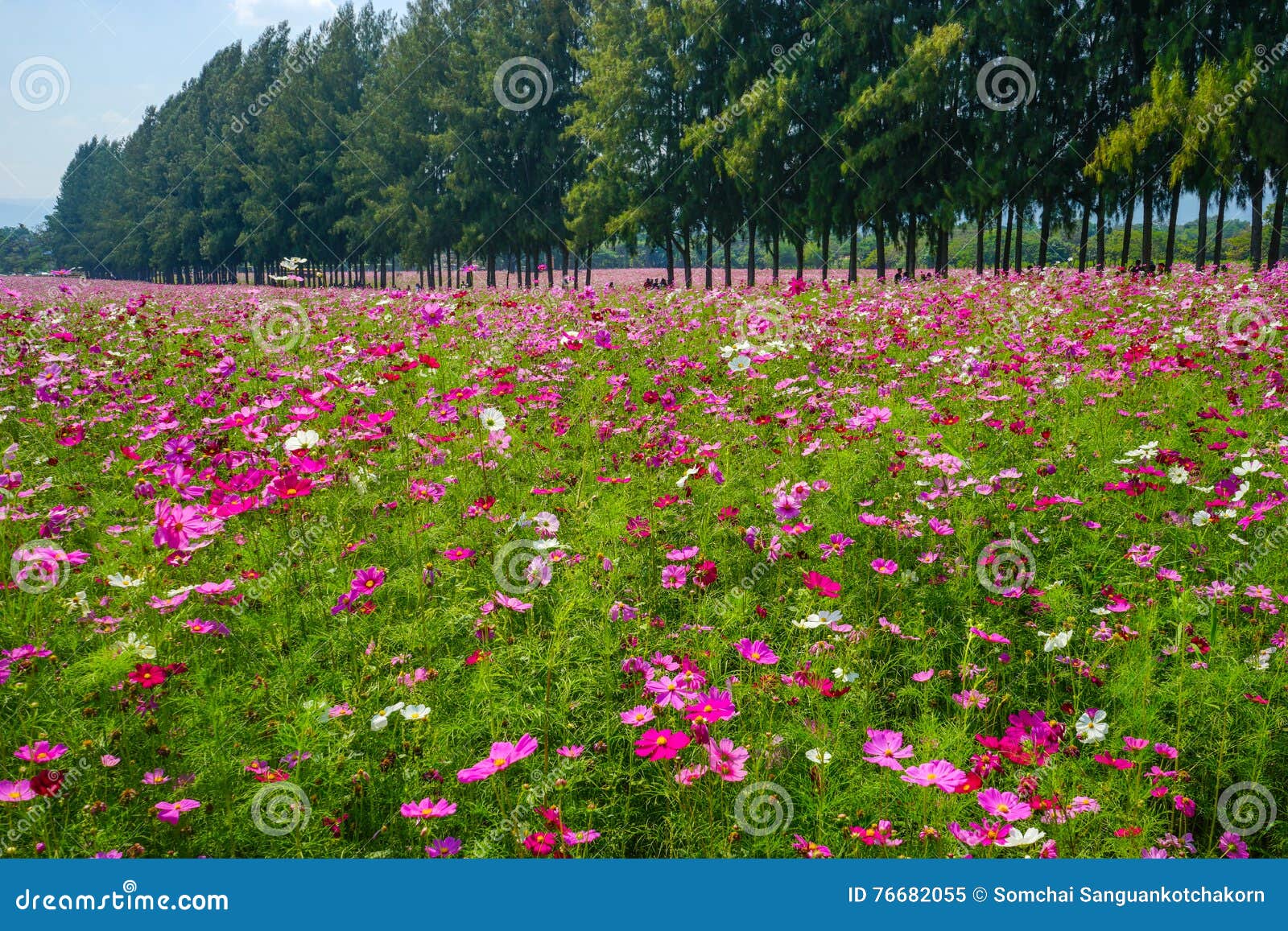 Cosmos flowers farm stock image. Image of countryside - 76682055