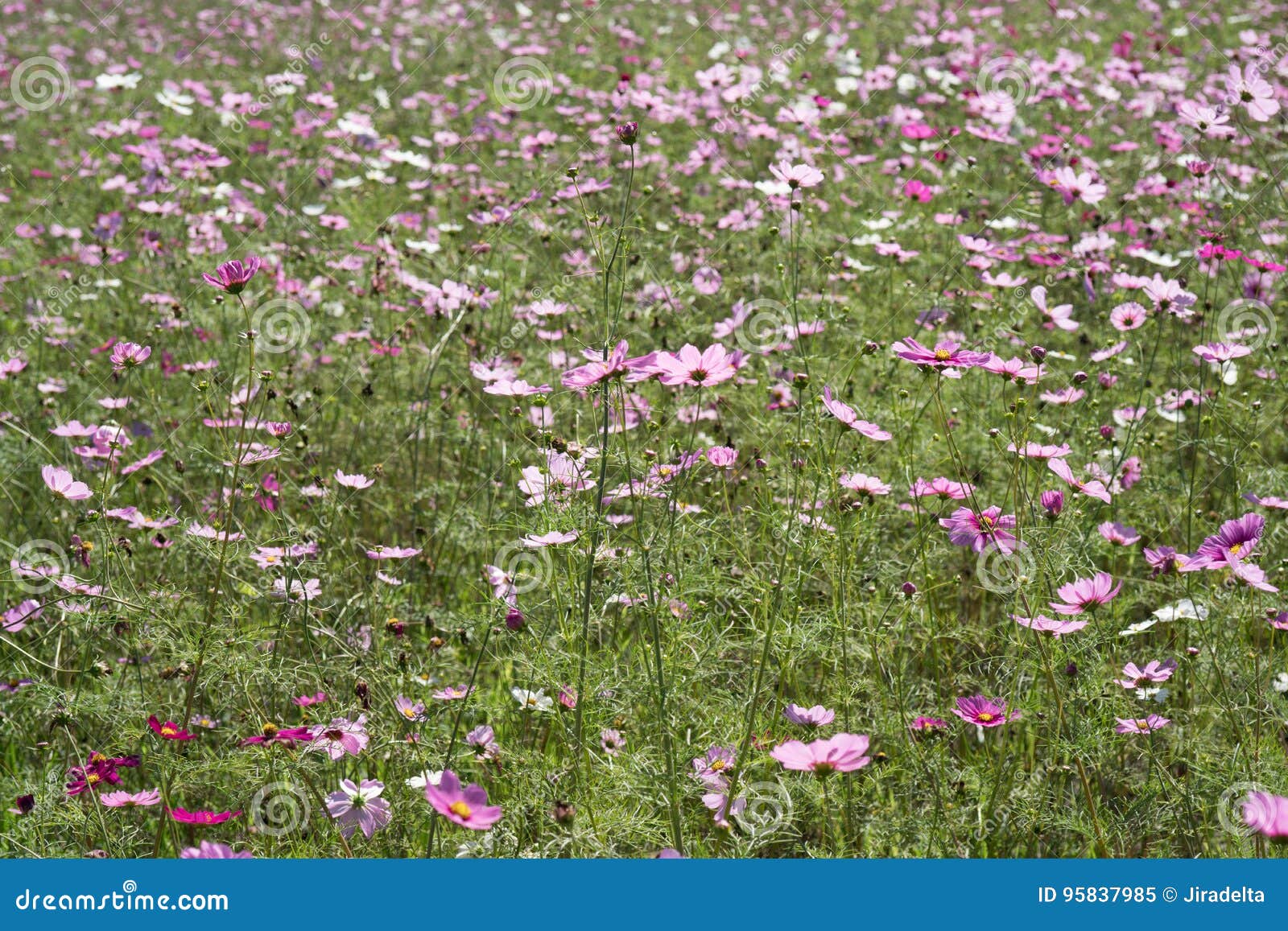 Cosmos Flowers Field in Broad Day Light Stock Image - Image of meadow ...