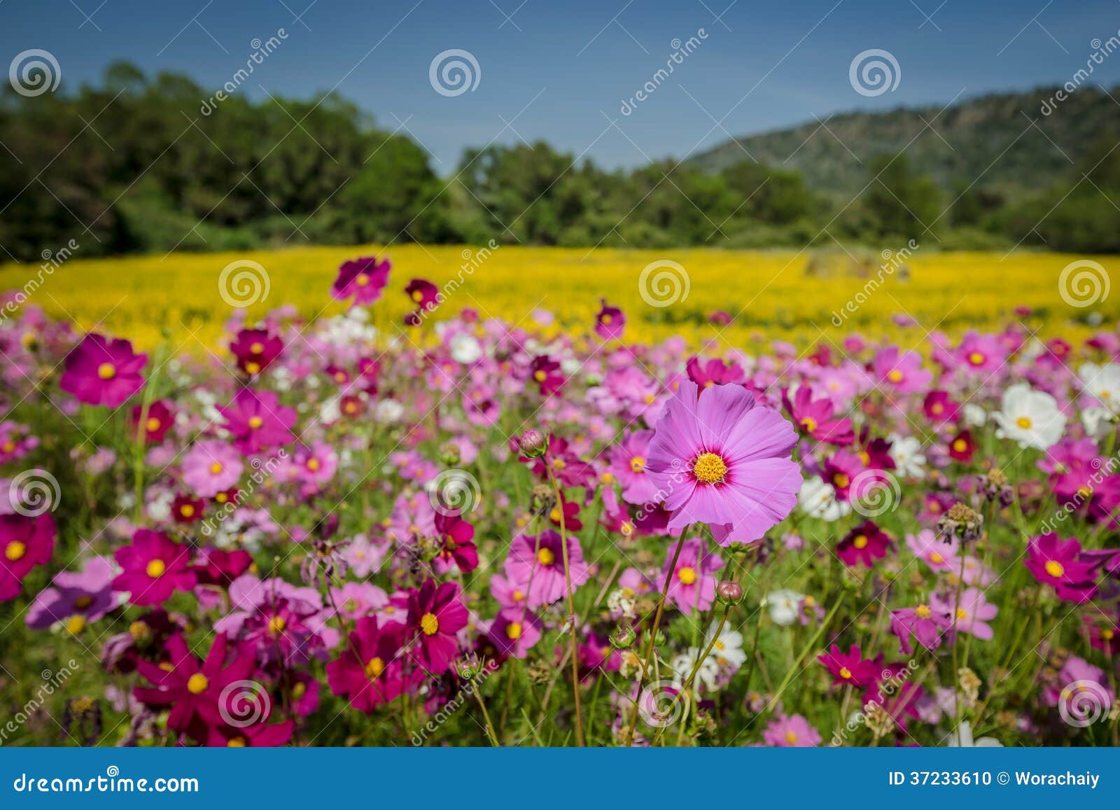 Cosmos flowers stock photo. Image of flower, cosmos, blossom - 37233610