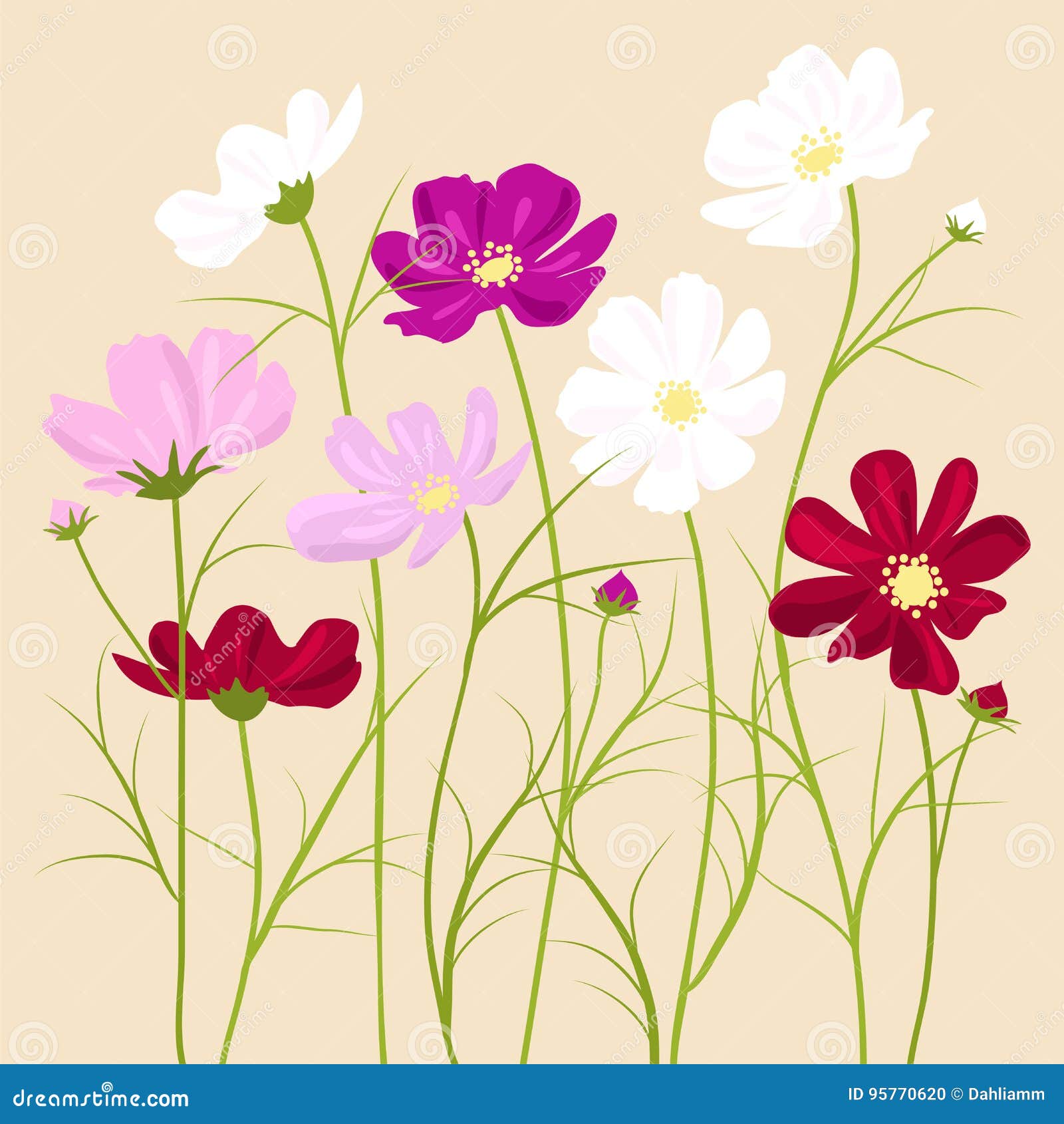 Cosmos flowers, vector stock vector. Illustration of bouquet - 95770620