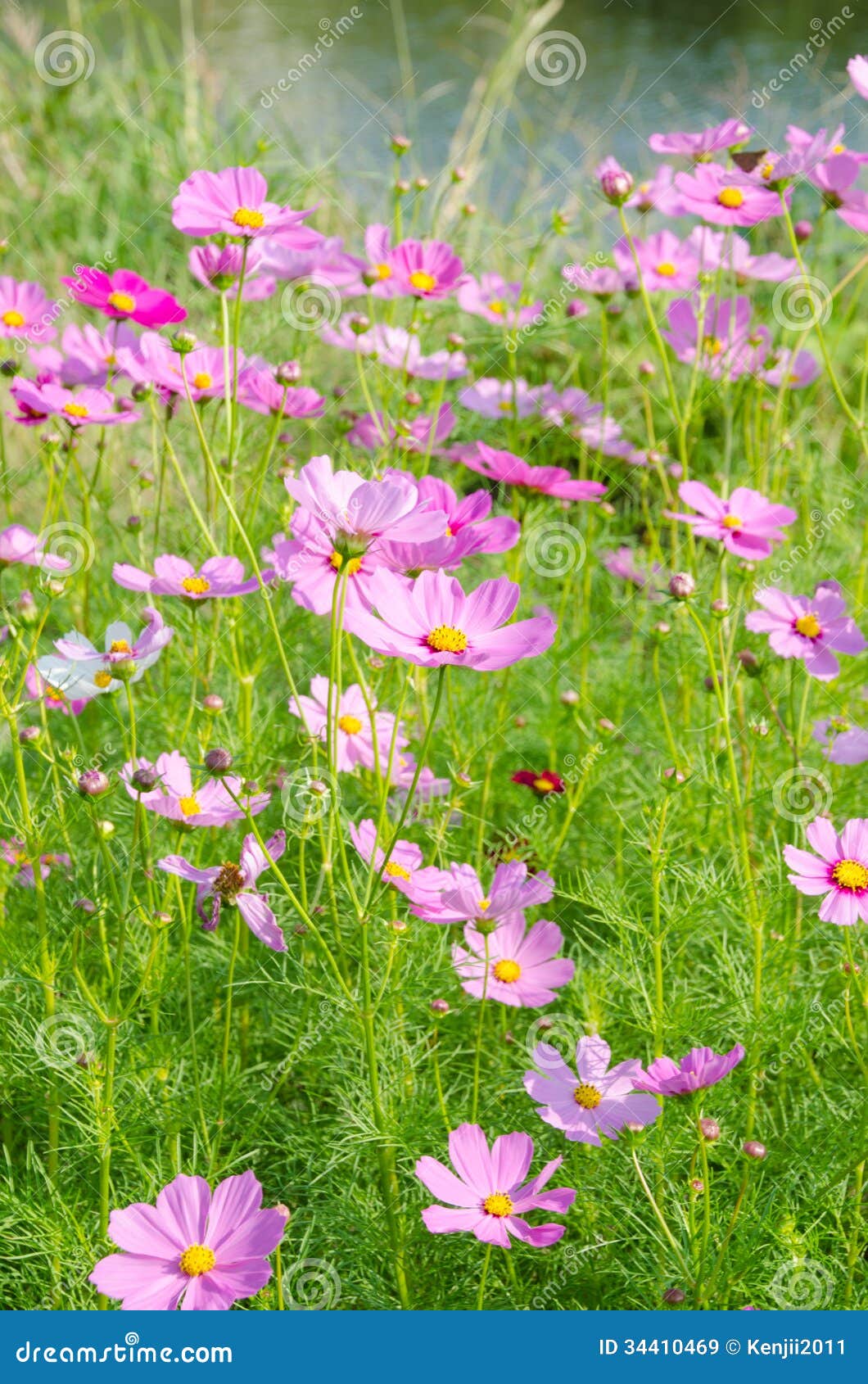 Cosmos flowers and grass stock image. Image of beautiful - 34410469