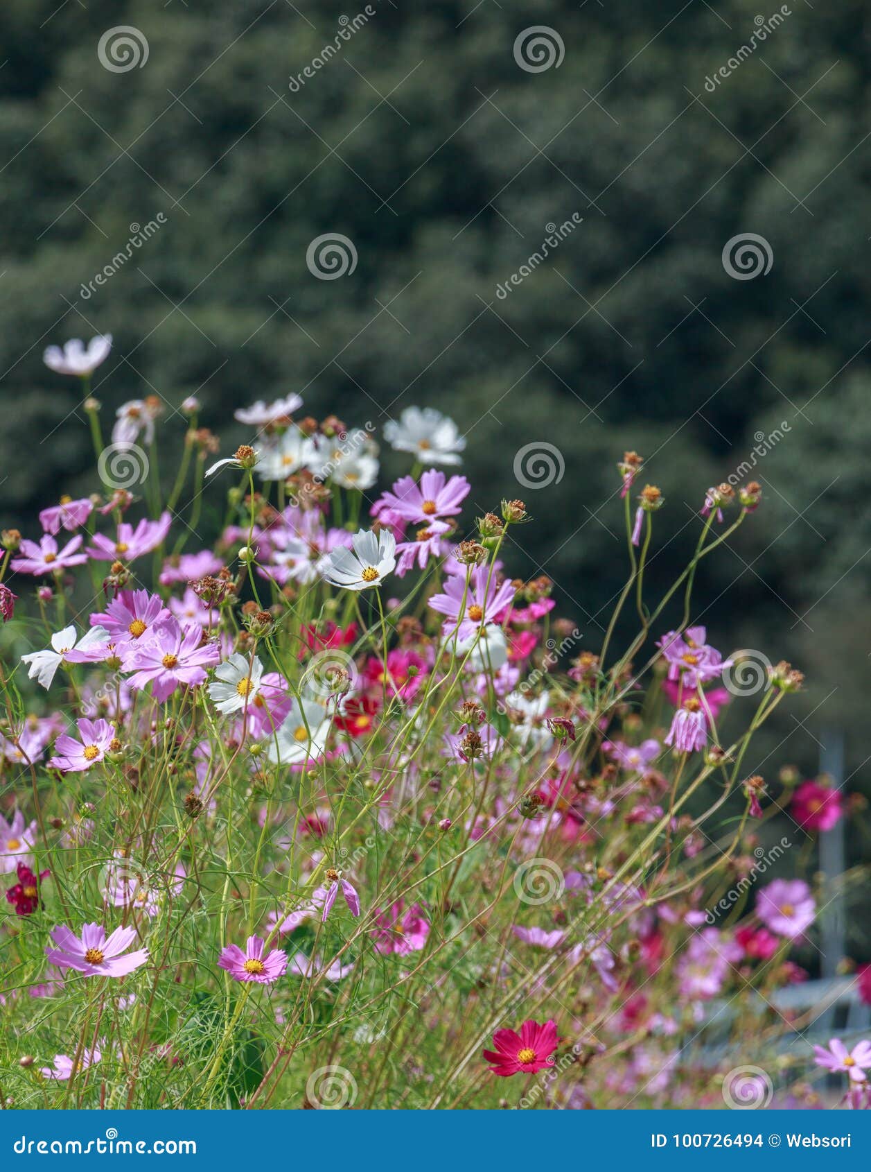 Cosmos Flowers stock photo. Image of plant, beauty, blossom - 100726494