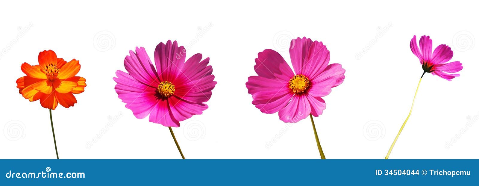 Cosmos flowers isolation stock photo. Image of branch - 34504044