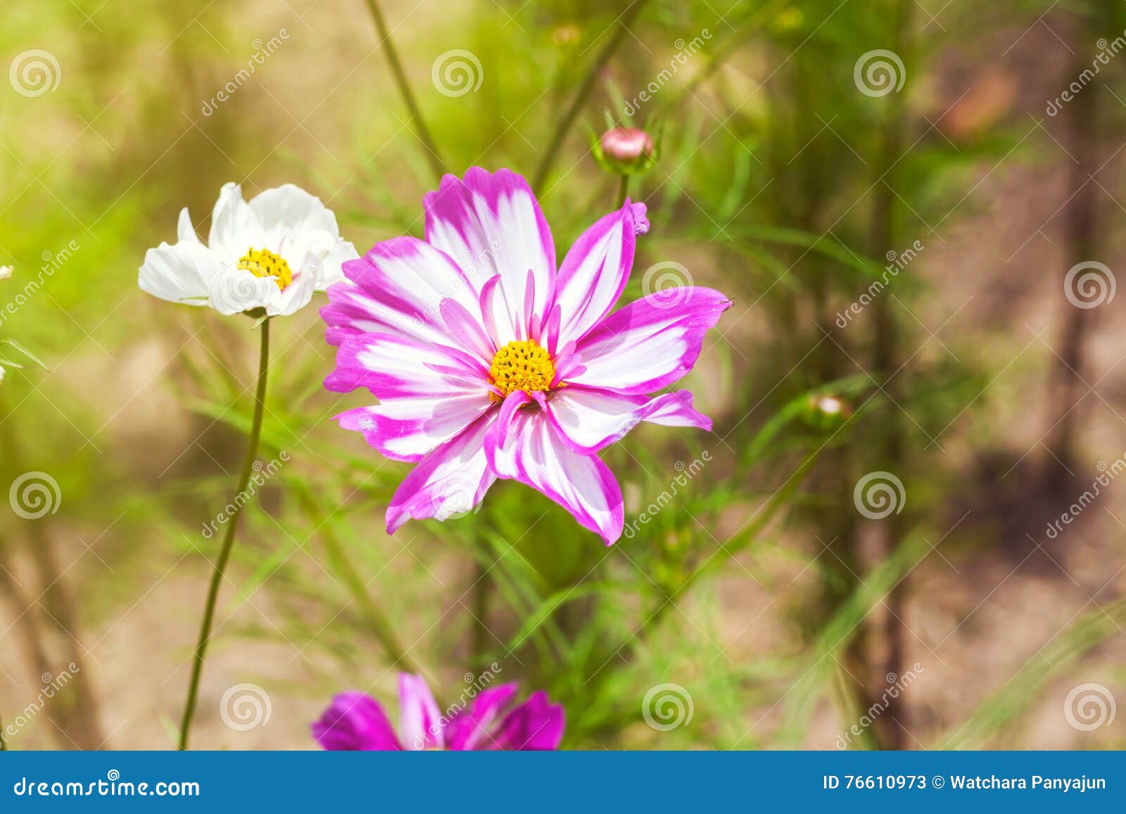 Cosmos Flowers on Spring Background Stock Image - Image of flora ...