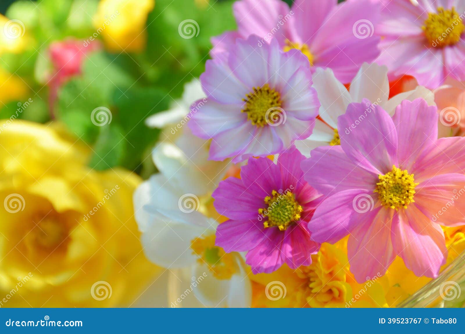 Cosmos flowers stock image. Image of pink, arrangement - 39523767