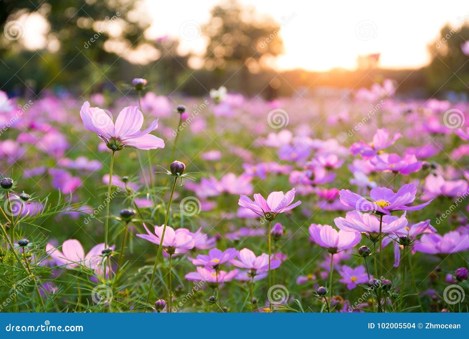 The Cosmos in Full Bloom in the Sun Stock Photo - Image of purple ...