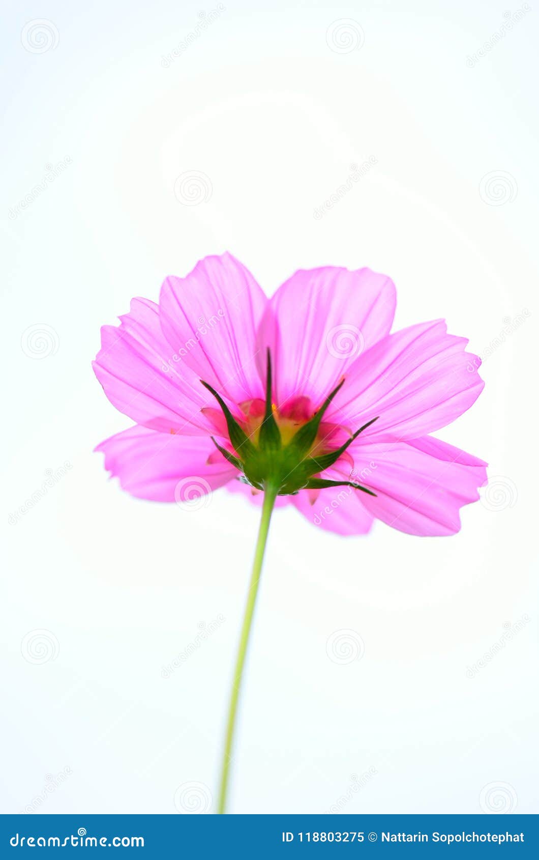 Pink Cosmos stock image. Image of nature, cosmos, pink - 118803275