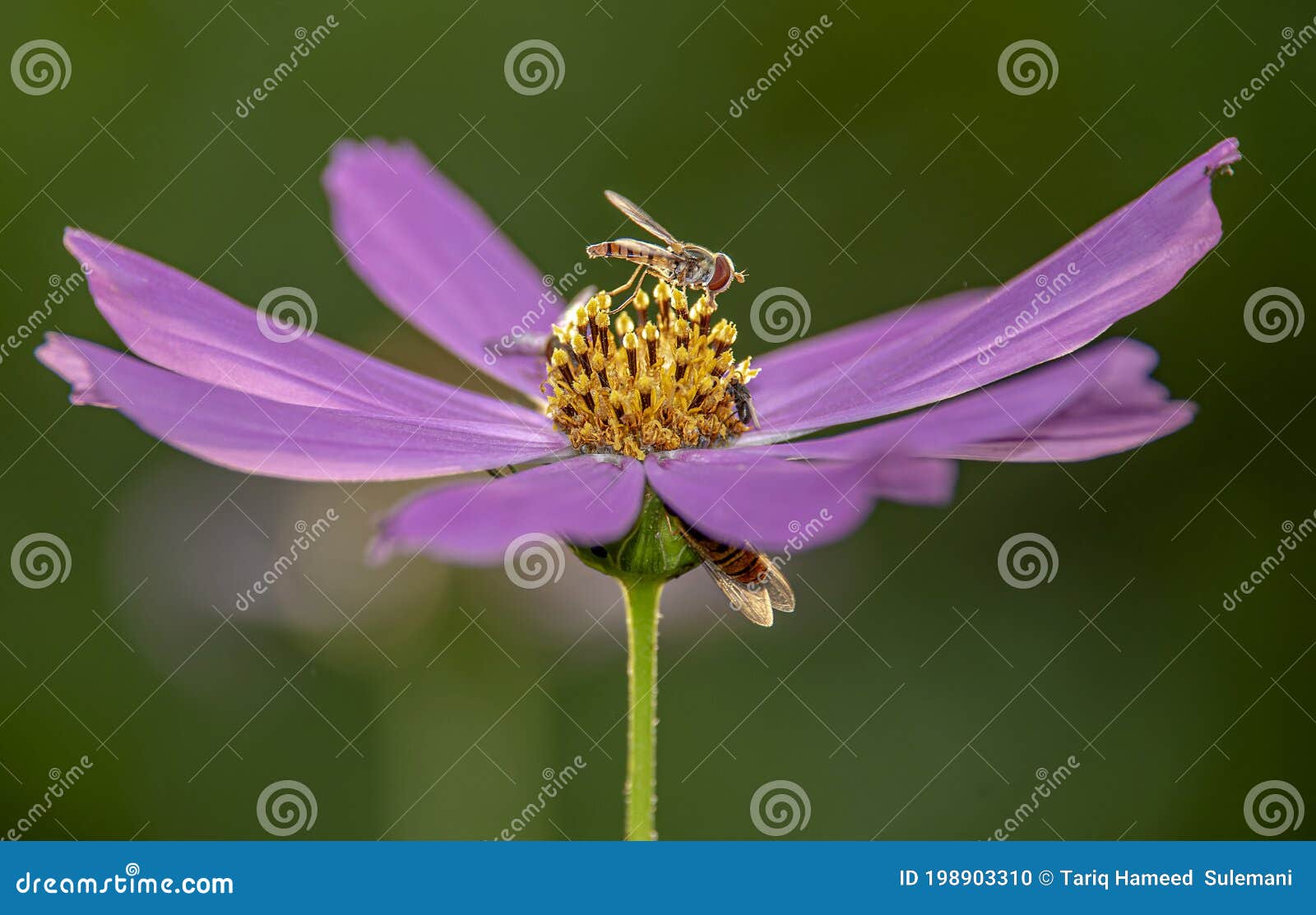 Cosmos is a Genus, with the Same Common Name of Cosmos Stock Photo ...