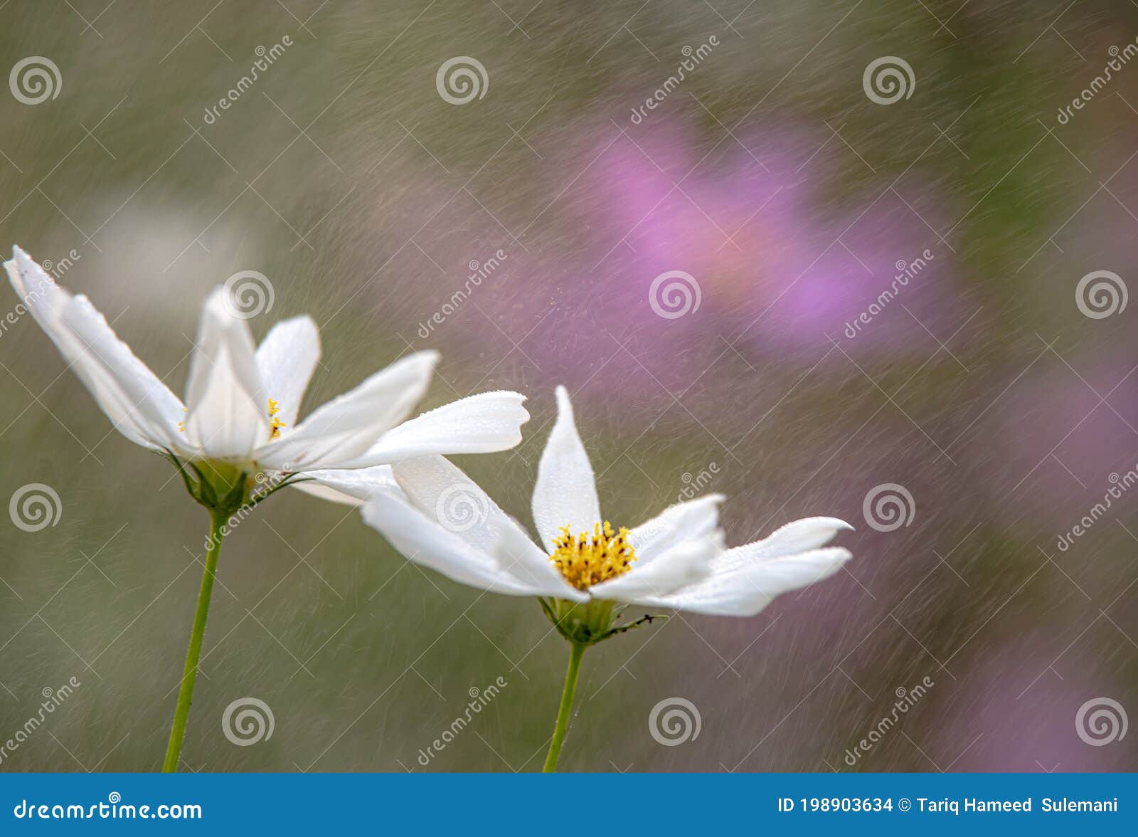 Cosmos is a Genus, with the Same Common Name of Cosmos Stock Photo ...