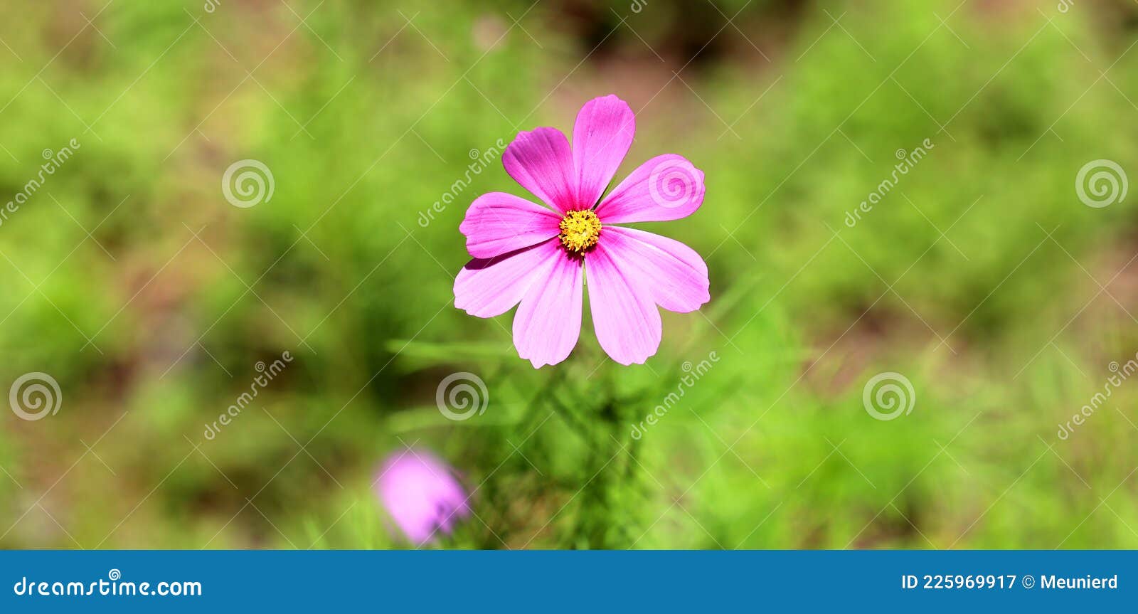 Cosmos is a Genus, with the Same Common Name of Cosmos, Stock Image ...