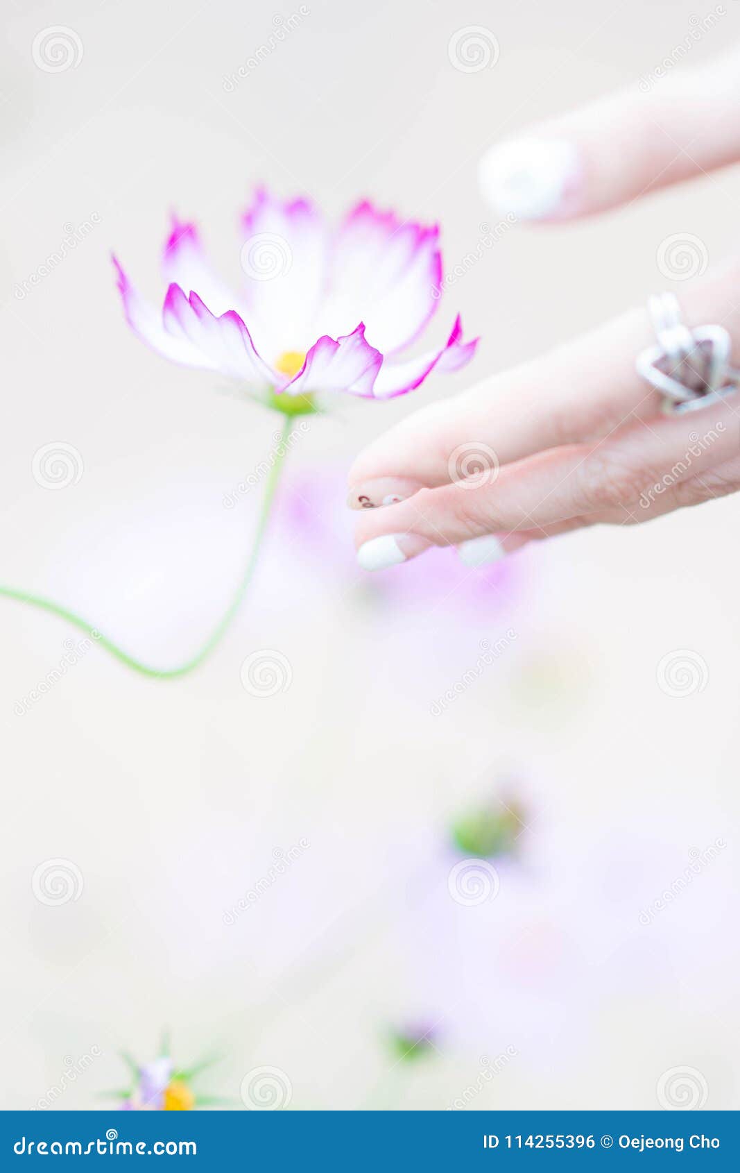 Cosmos and Hand stock photo. Image of pink, floral, flower - 114255396