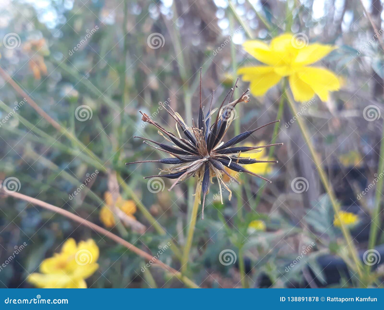 Cosmos seed stock photo. Image of seed, cultivation - 138891878