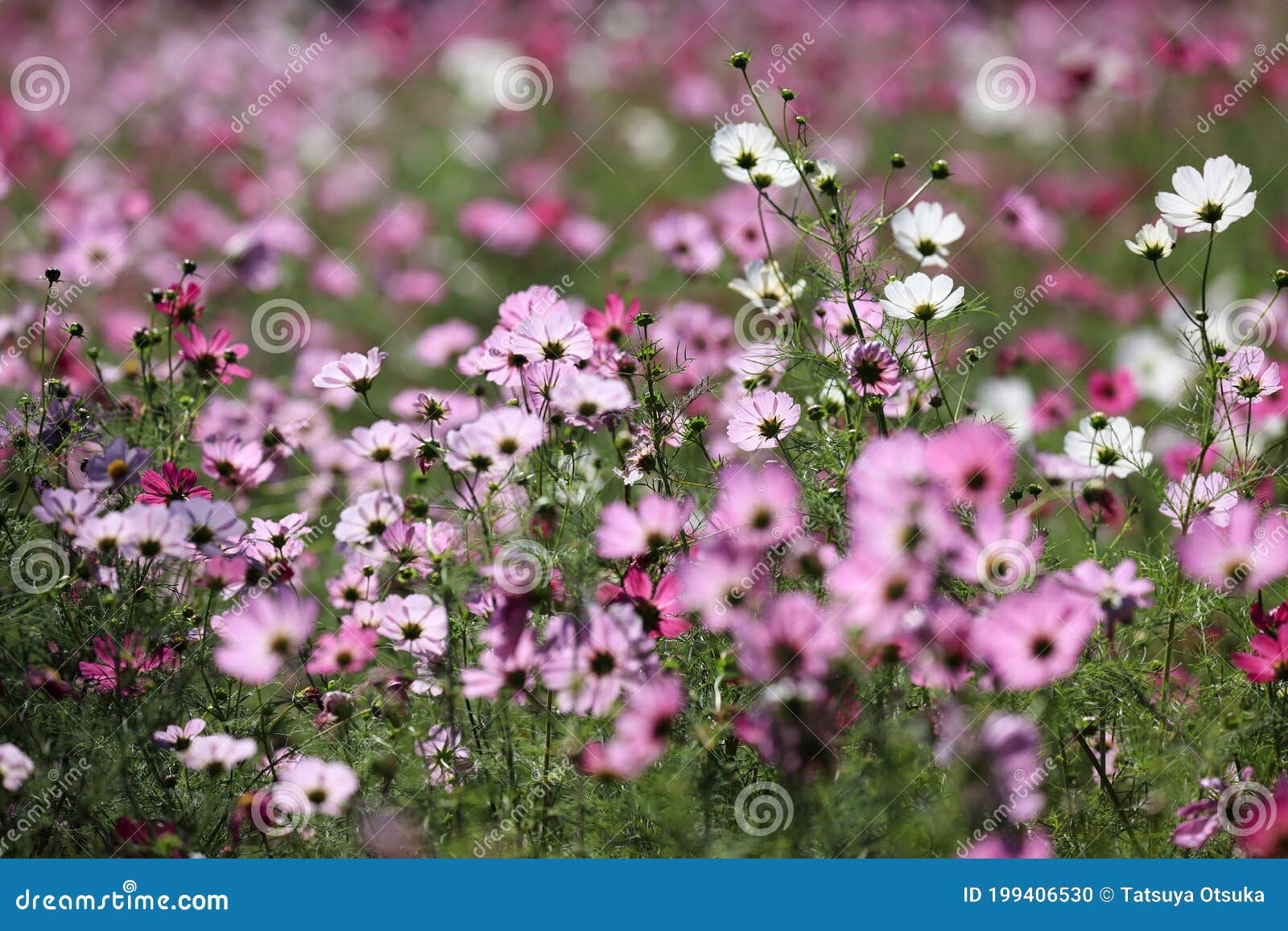 Cosmos Shoot in the Back Light Stock Photo - Image of back, pink: 199406530