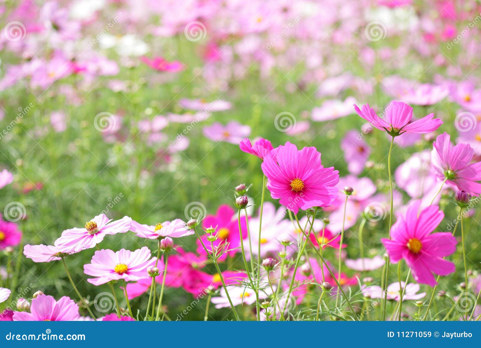 Cosmos at Showa Kinen Park stock image. Image of japan - 11271059