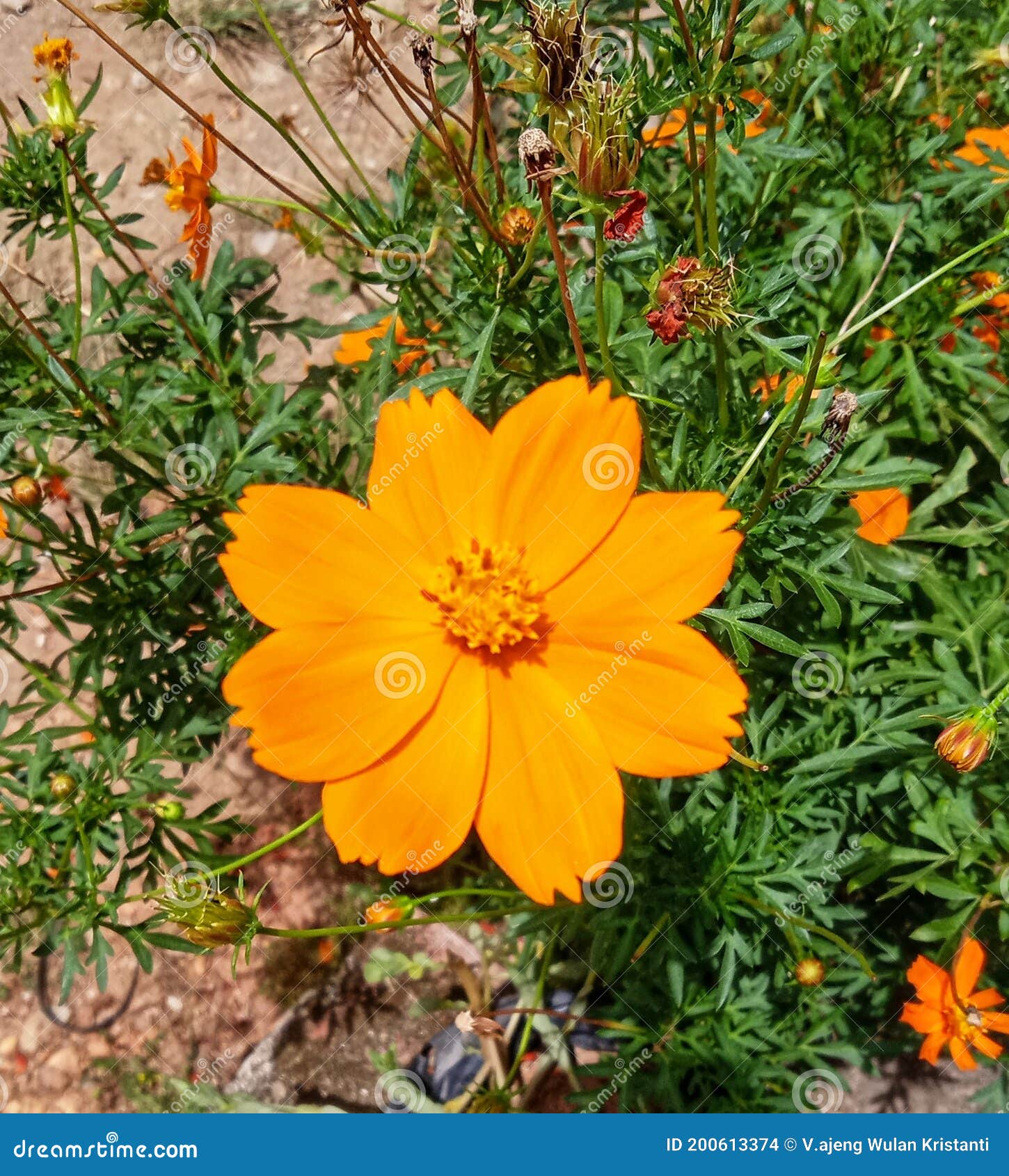 X28 Bunga Kenikir Stock Photos - Free & Royalty-Free Stock Photos from ...