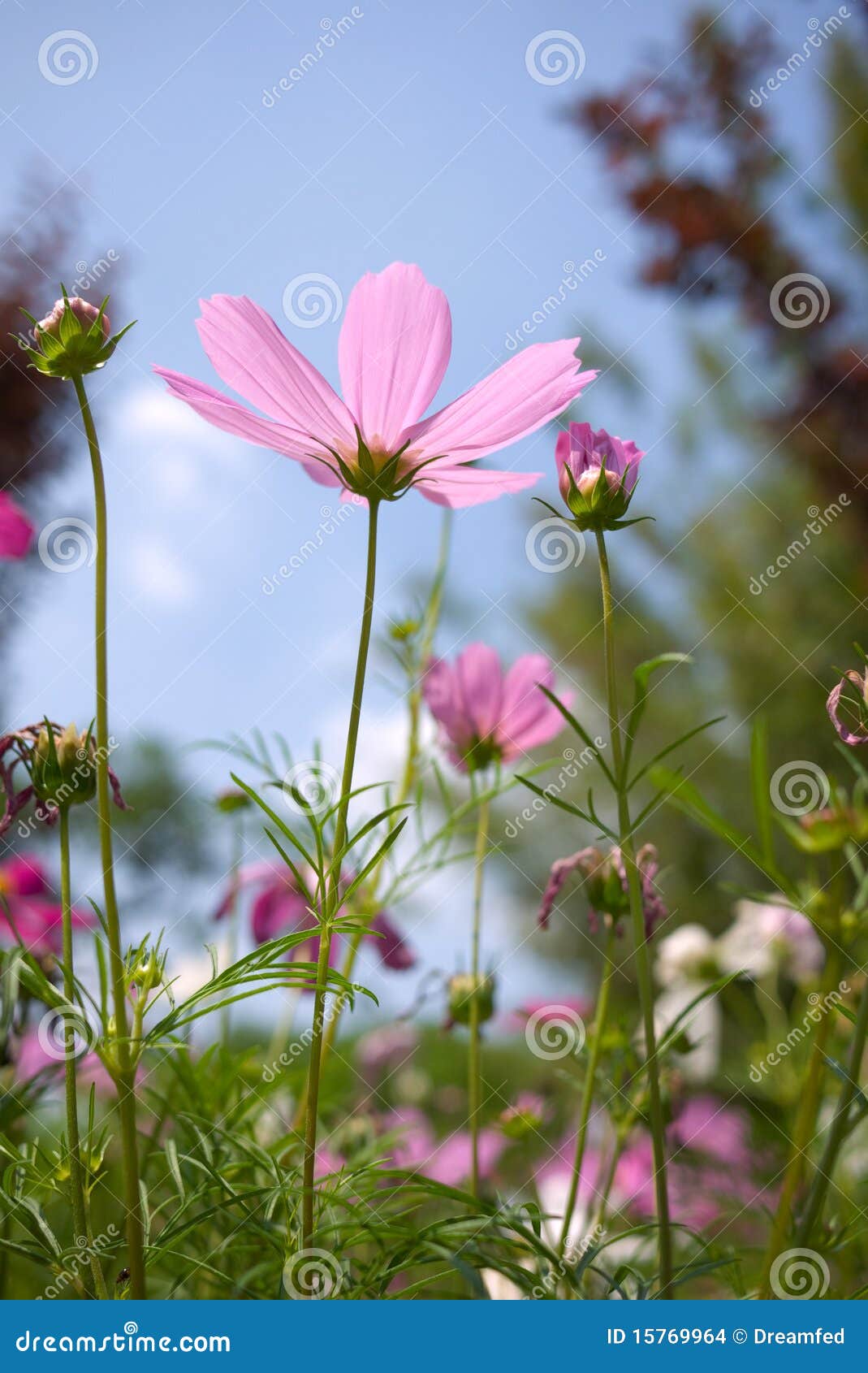 Cosmos in summer stock photo. Image of cosmos, calliopsis - 15769964