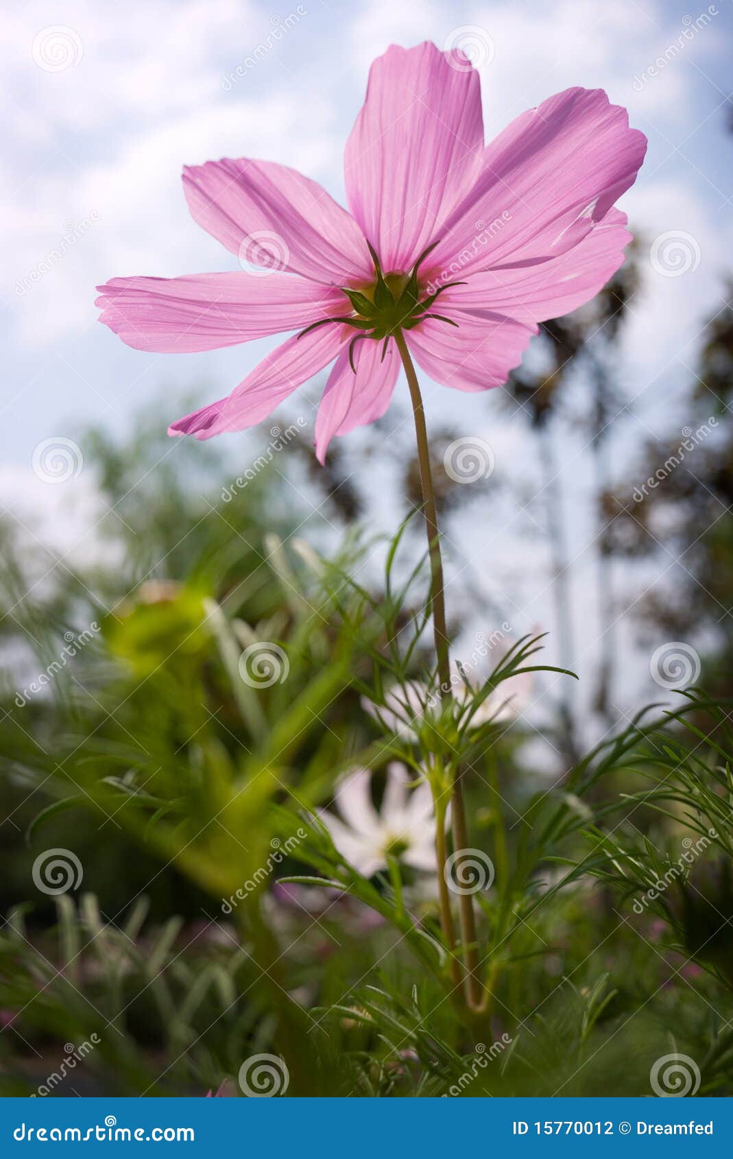 Cosmos in summer stock photo. Image of colorful, grace - 15770012