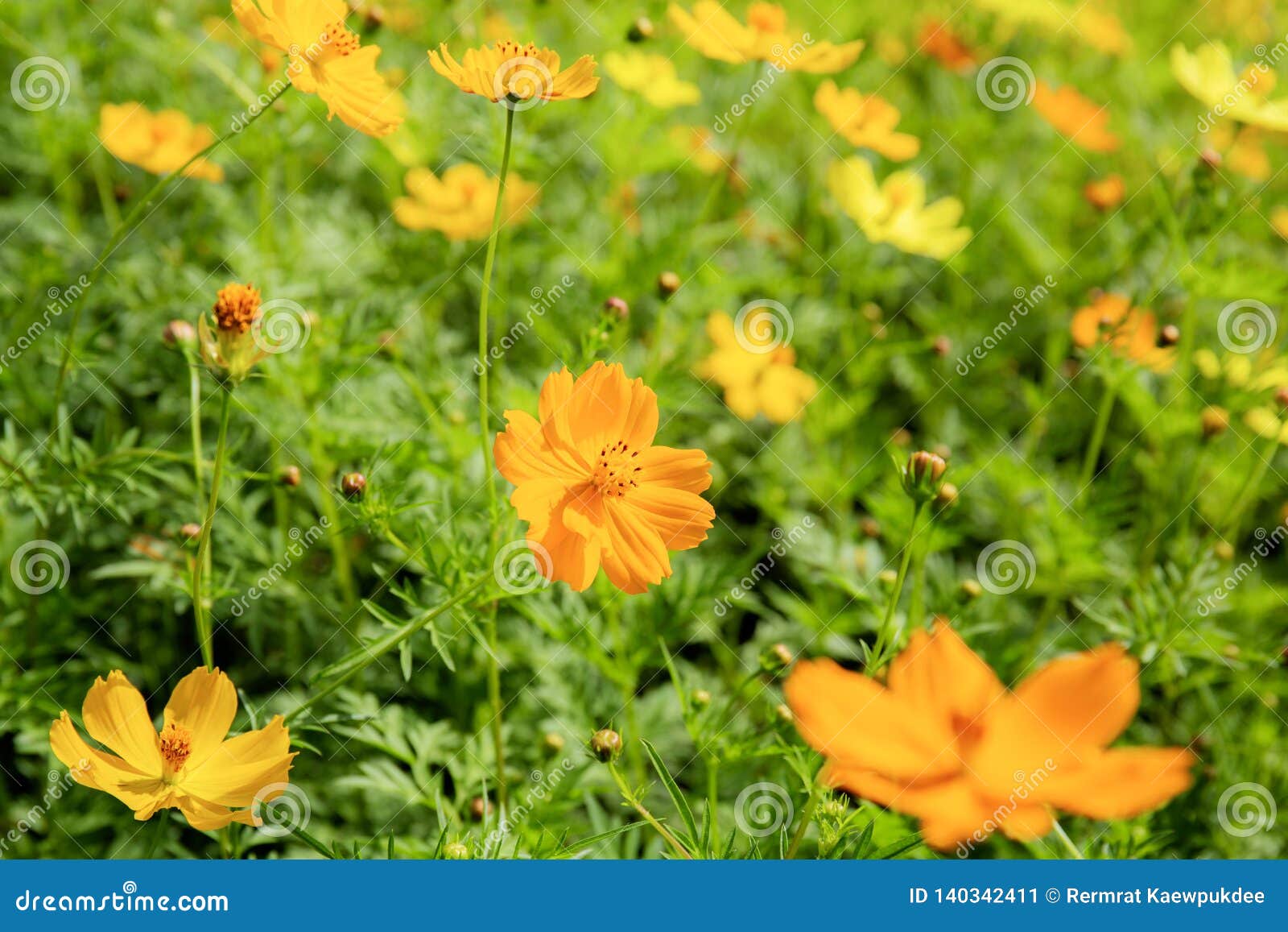 Cosmos in summer stock image. Image of fresh, nature - 140342411