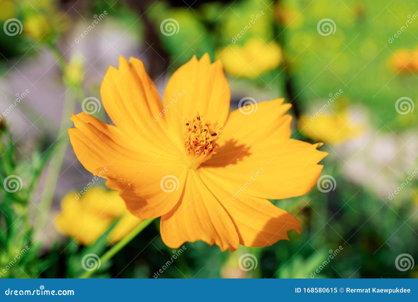 Cosmos with sunlight stock image. Image of colorful - 168580615