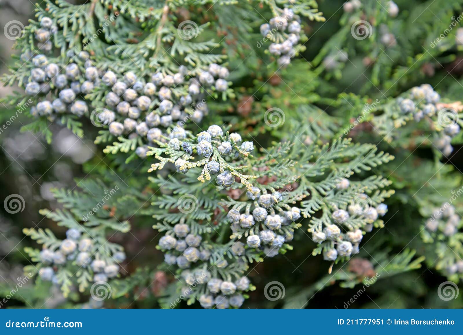 Cossack Juniper Juniperus Sabina L. Stock Image - Image of immature ...