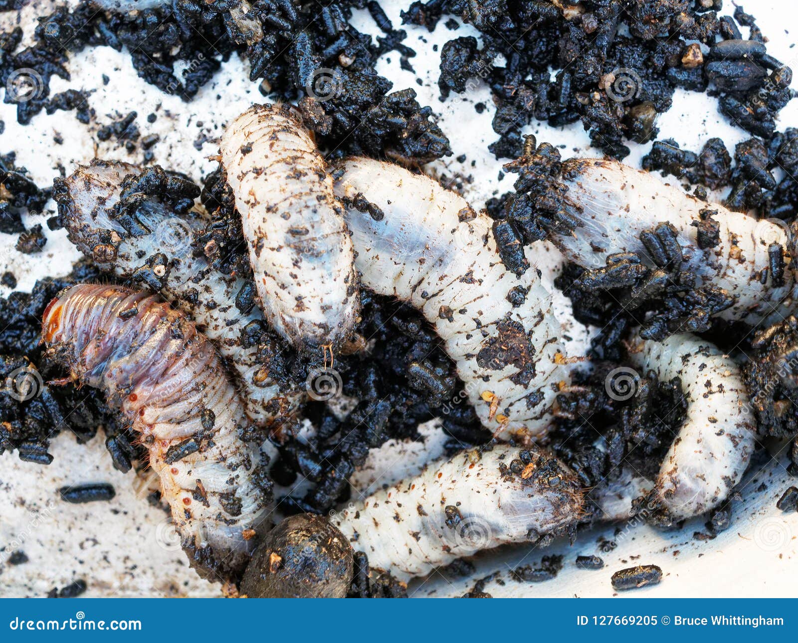 Cossid-Motten-Larven Und Castings Stockbild - Bild von düngemittel ...