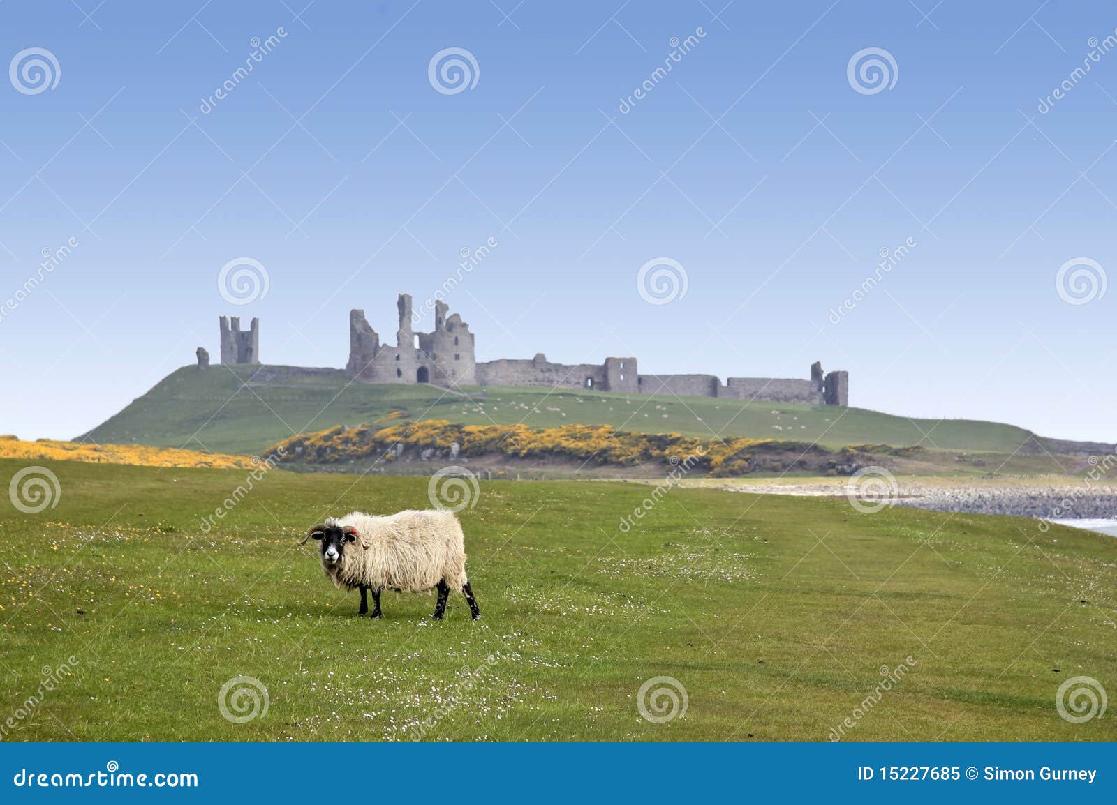Costa De Northumberland Del Castillo De Dunstanburgh Imagen de archivo ...