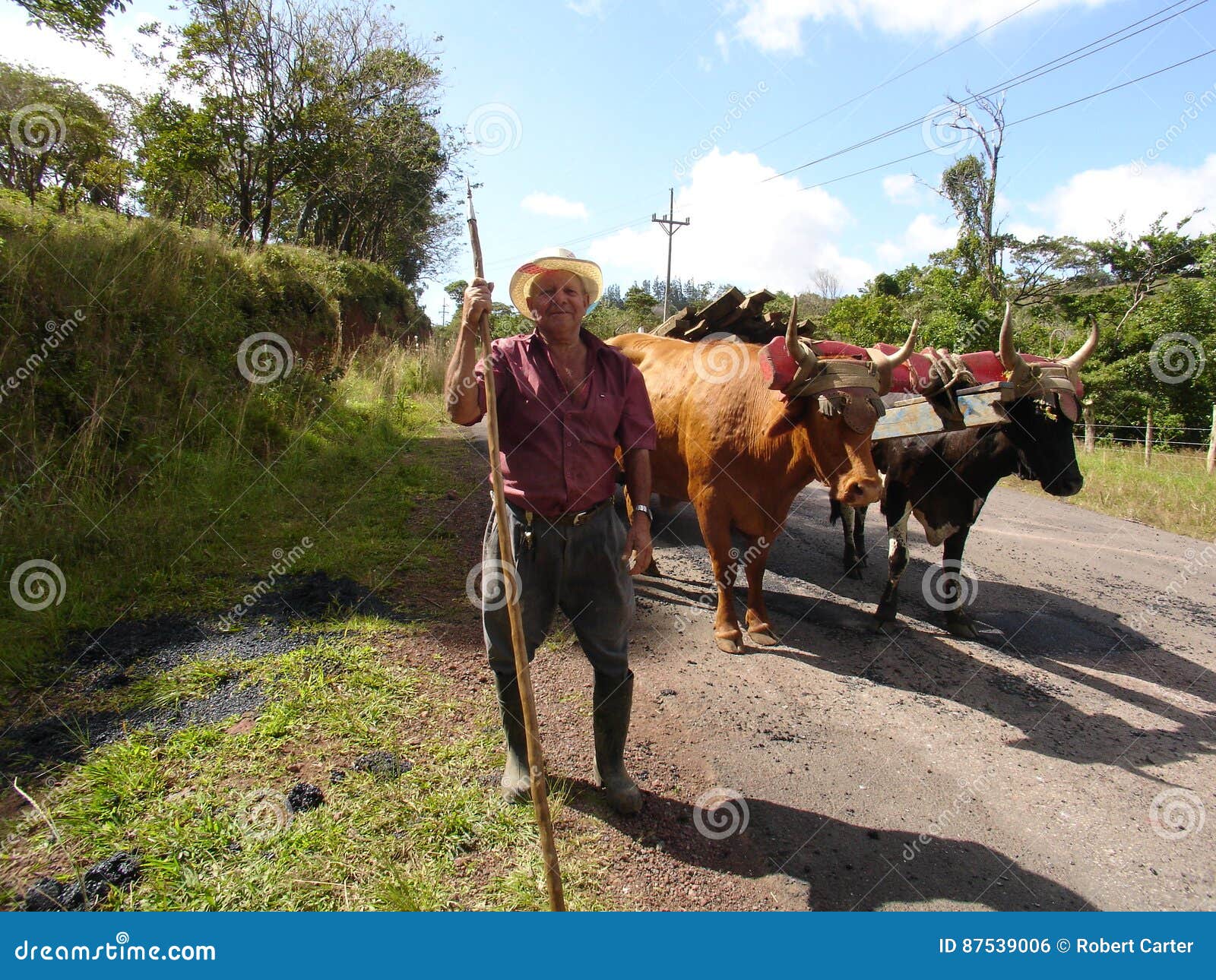 COSTA RICA BOYERO CON SUS BUEYES Foto editorial - Imagen de arrastre ...