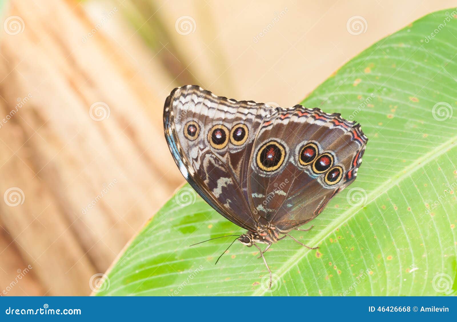 Costa Rica butterfly stock photo. Image of black, rica - 46426668