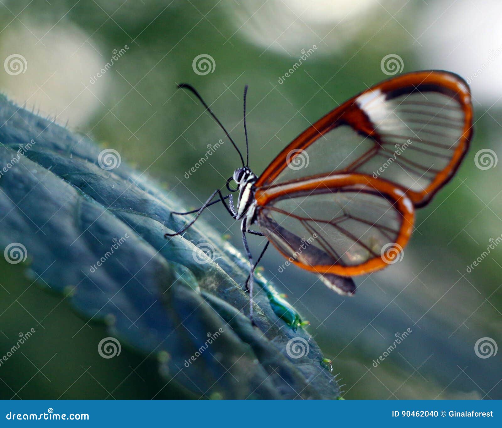 Costa Rica Clearwing Butterfly Stock Photo - Image of plant, clearwing ...