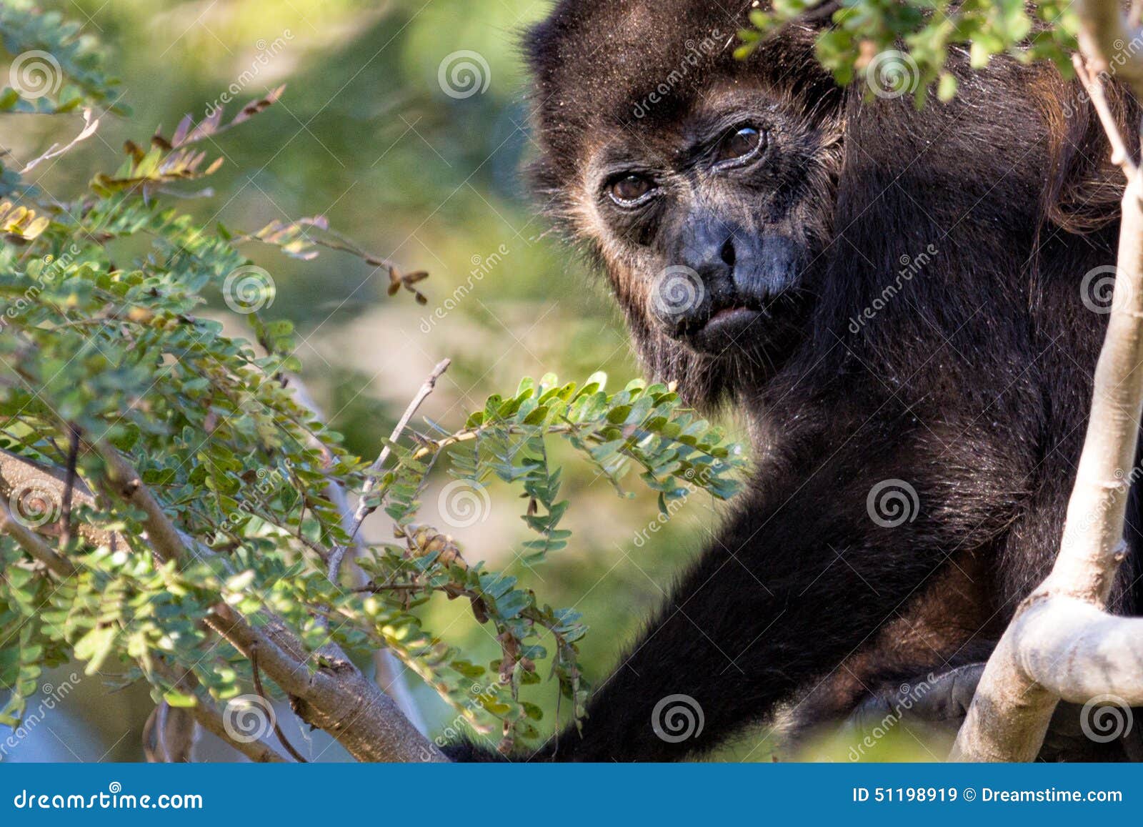 Grumpy Monkey Royalty-Free Stock Photography | CartoonDealer.com #41483525